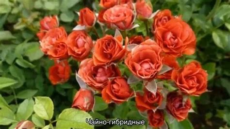 Обрезка роз весной для начинающих — как подстригать Смотреть онлайн в поиске Яндекса по Видео