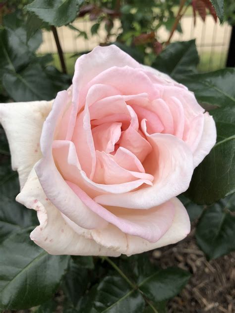 Rose Rosa Hell Kostenloses Foto Auf Pixabay Pixabay