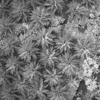 Red Edge Multispectral Band Height 10 M Download Scientific Diagram