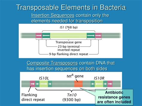 Ppt Transposable Elements Powerpoint Presentation Free Download Id397518