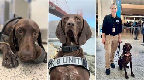 Barni K 9 Officer At San Francisco International Airport Voted Tsas