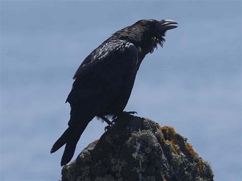 Ravens The Largest All Black Bird In The British Isles Wildlife Insight