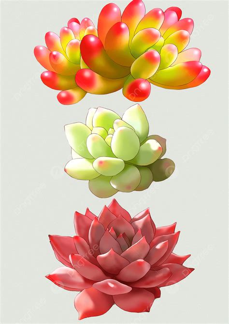 Plant Element Png Picture Fleshy Plant Element Pattern Succulent