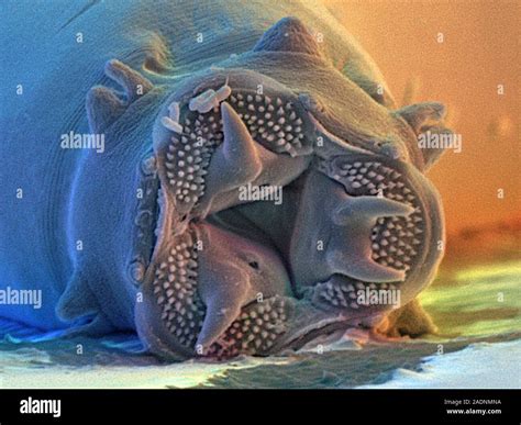 Nematode Worm Coloured Scanning Electron Micrograph Sem Showing The Mouth Of An Unidentified