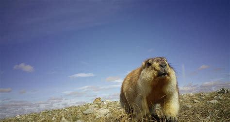 Хустайн байгалийн цогцолборт газраас 6 аймагт 620 тарвага сэргээн