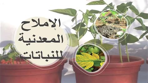 الأملاح المعدنية للنبات Youtube