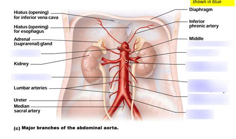 Aandp Lab 2 Arteries Diagram 6 Diagram Quizlet