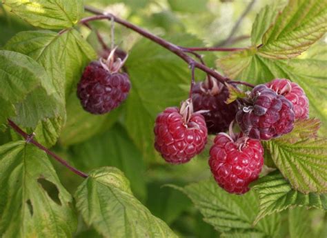Pruning Raspberry Bushes How And When To Trim Raspberry Bushes Artofit