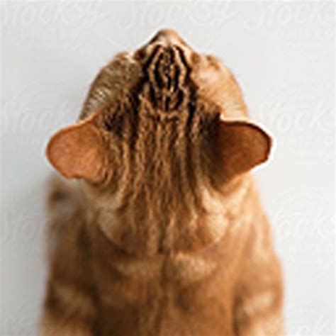 Hockey Timbits Hockey And Timbits Tumblr Blog Tumlook