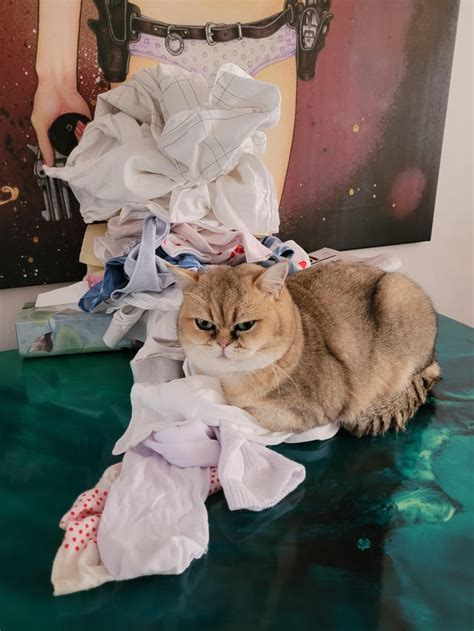 Cat Clock R Catsareassholes