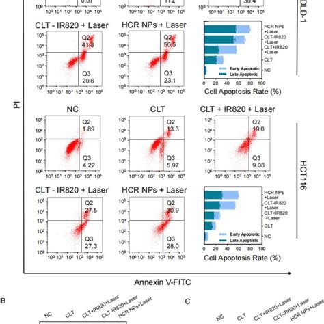 Hcr Nps Induce Apoptosis In Colorectal Cancer Cells A Apoptosis Of