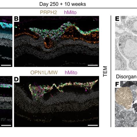 Minimal Donor Host Interaction Polarization Or Maturation In D250