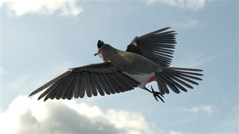 Bulbul Bird Rigged 3d Model Superhive Formerly Blender Market