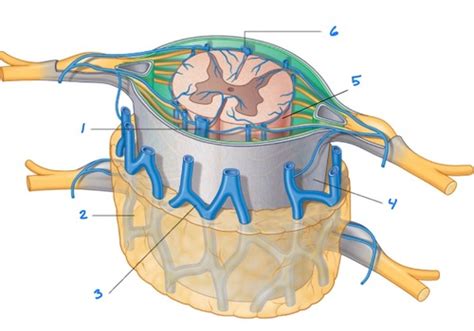 Neuro Flashcards Quizlet