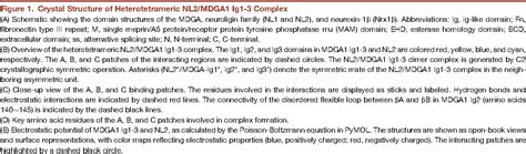 Figure 1 From Structural Insights Into Modulation Of Neurexin Neuroligin Trans Synaptic Adhesion