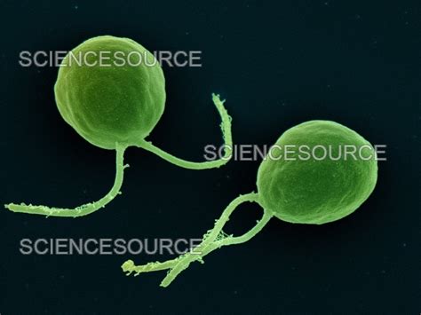 Chlamydomonas Under Microscope