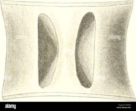 This Work By Karl Hasse Discusses The Natural Classification Of Elasmobranchii Focusing On The
