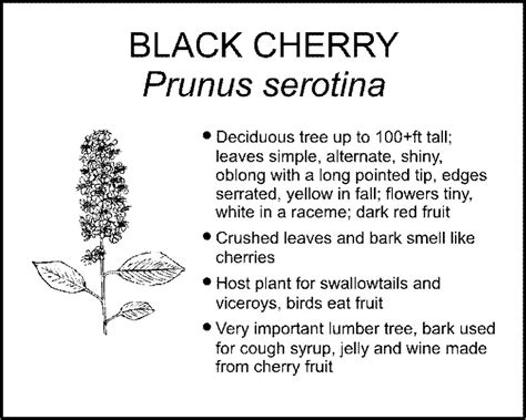 Black Cherry Smart Garden Signs