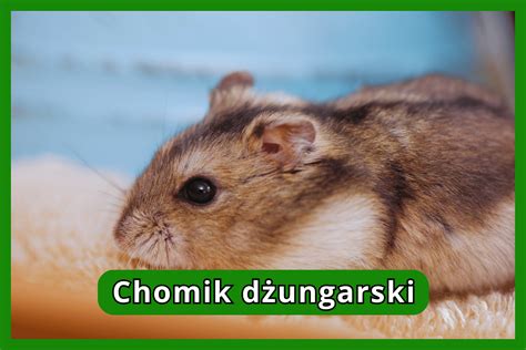 Mara Patagońska Wygląd Charakter I Temperament Geozoo