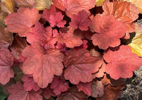 Expert Tested New Heucheras That Are Better Than The Classics Fine