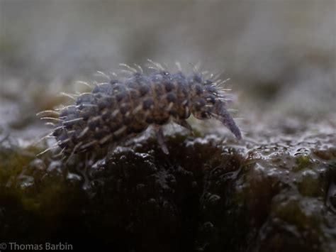 Springtail Bugguide Net