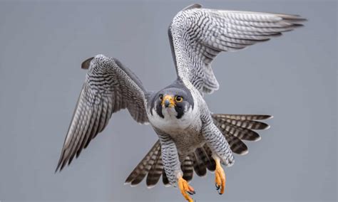 Peregrine Falcon Landing