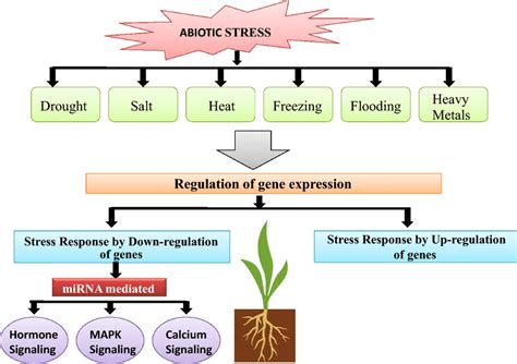 The Biology Behind Stress — Mending Playbook
