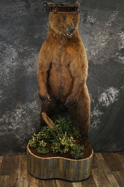 Full Body Grizzly Bear Taxidermy Mount Sku 2341