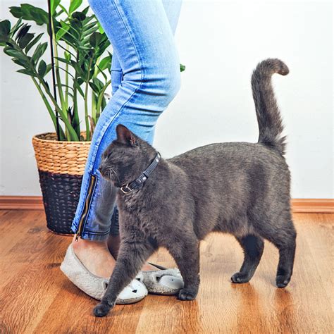 Why Does Your Cat Rub Against Your Legs