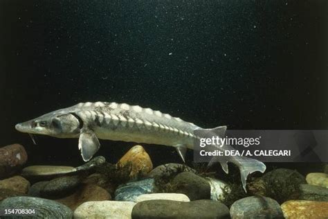 European Sea Sturgeon Stock Fotos Und Bilder Getty Images