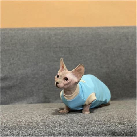 Rorocove Sphynx Cat Clotheshairless Cat Outfit Color Splicing Cotton