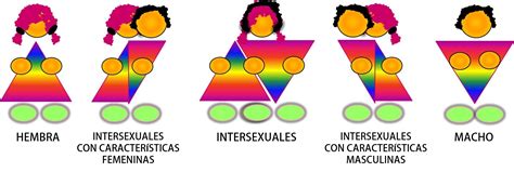 Cuántos tipos de sexos existen Fundación iS D