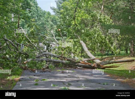 A Large Oak Tree Brought Down By A Storm Lies Crumbled And Broken Across A Road Completely
