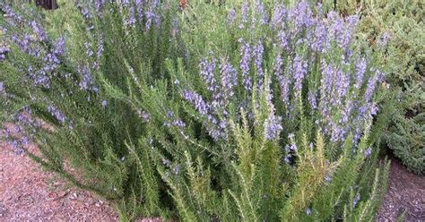 მცენარეების სია რომლებიც ნაკვეთიდან კოღოებს თავიდან მოგაშორებთ