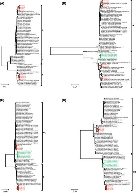 Phylogenetic Dendrogram Based On The Complete Genome Sequences A S