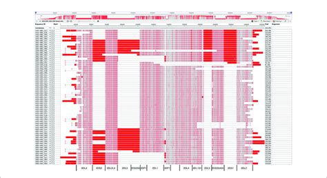 Multiple Sequence Alignment Msa Viewer Depiction Of The Dna