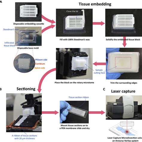 Microscope Views Of Radish Root Cross Sections Used For Laser Capture Download Scientific