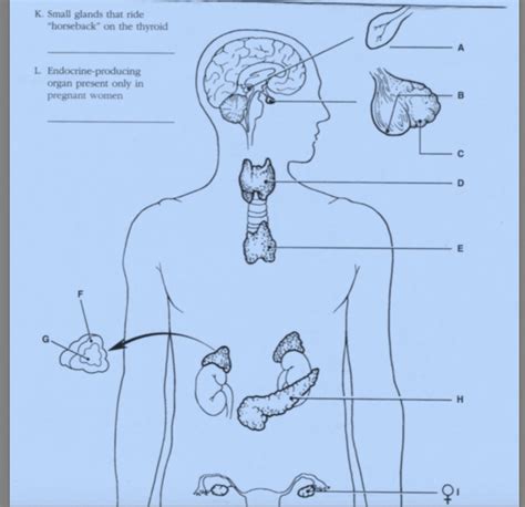 A P Endocrine Label Diagram Quizlet