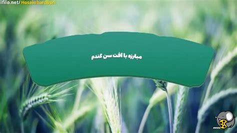 ویدیوی از بین بردن سن گندم فیلو