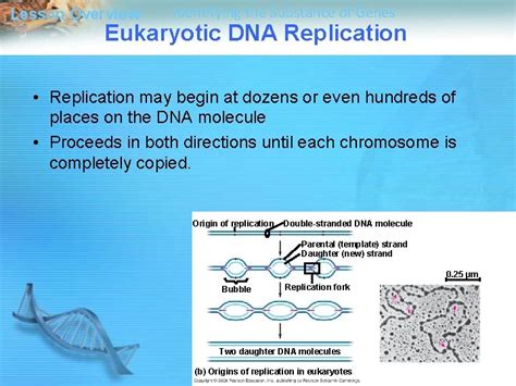 Forensic Dna Analysis Dna Replication Lesson Overview Identifying