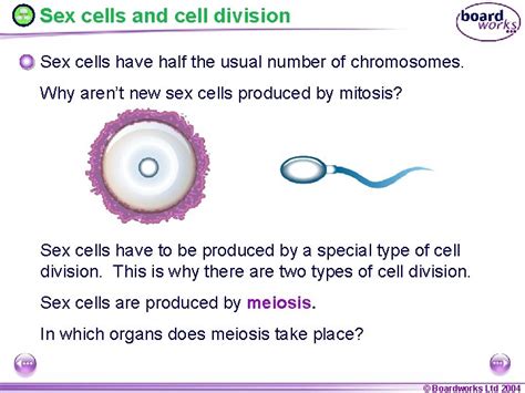 KS 4 Biology Cell Division And Fertilisation Boardworks