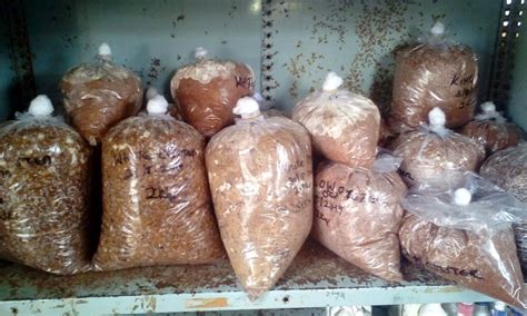 Pioneering Sustainable Mushroom Farming For A Greener Future Climate Lens News