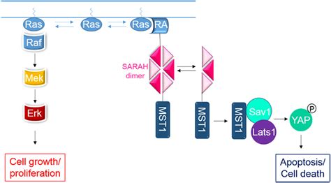使用 Förster 共振能量转移 （fret） 和荧光寿命成像显微镜 （flim） 筛选蛋白质 蛋白质相互作用。 Scientific Reports X Mol