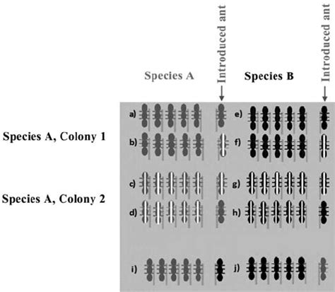 Graphic Representation Of Possible Interactions Aj Download