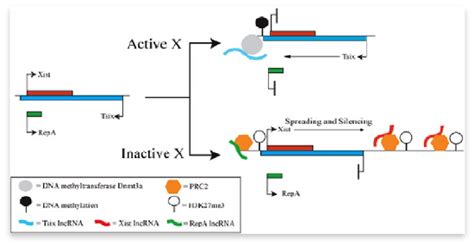 127 X Inactivation And Sex Linked Traits Biology Libretexts