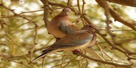 Paired T Test Excellent Reference You Will Love Datanovia