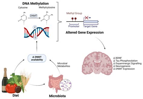 Diet And The Gut Microbiome Regulate Brain Gene Expression Through