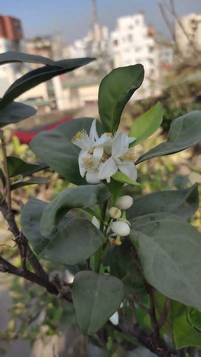 কমলা লেবুর ফুল🌺🌻🌹🌷 ১লা ফাল্গুন ১৪ই ফেব্রুয়ারি 2023 Youtube
