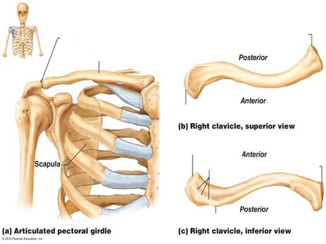 Clavicle Diagram Unlabeled