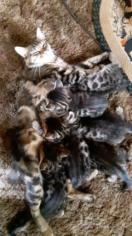 Pixie Bobbengal Kittens For Sale In Roseburg Oregon